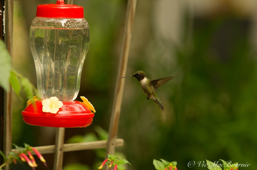 How to Make Nectar (sugar water) for Hummingbirds — FERNS & FEATHERS