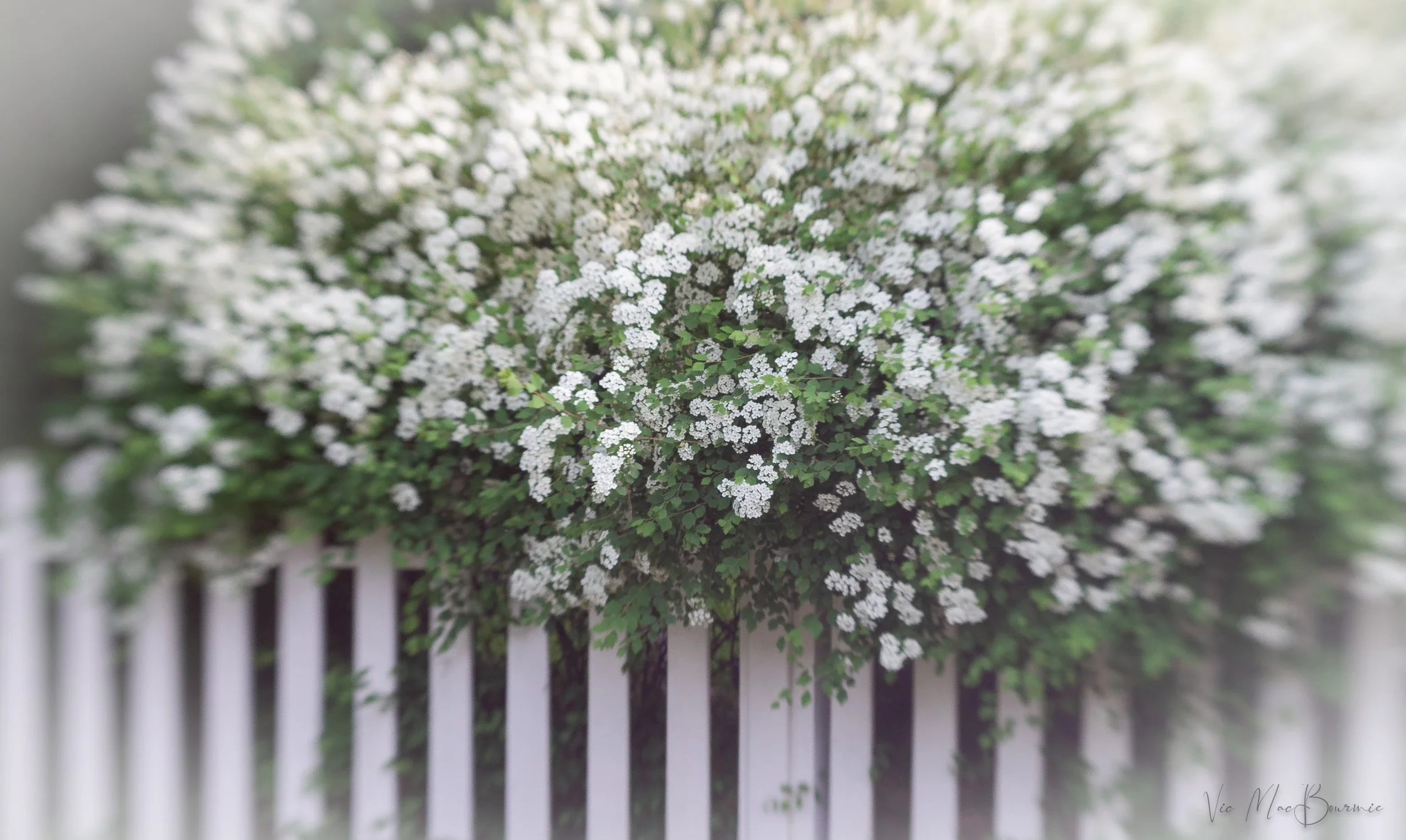 Garden inspiration: Niagara-on-the-Lake's romantic gardens captured ...
