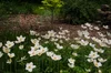 Canada Anemone: Native ground cover for your garden — FERNS & FEATHERS