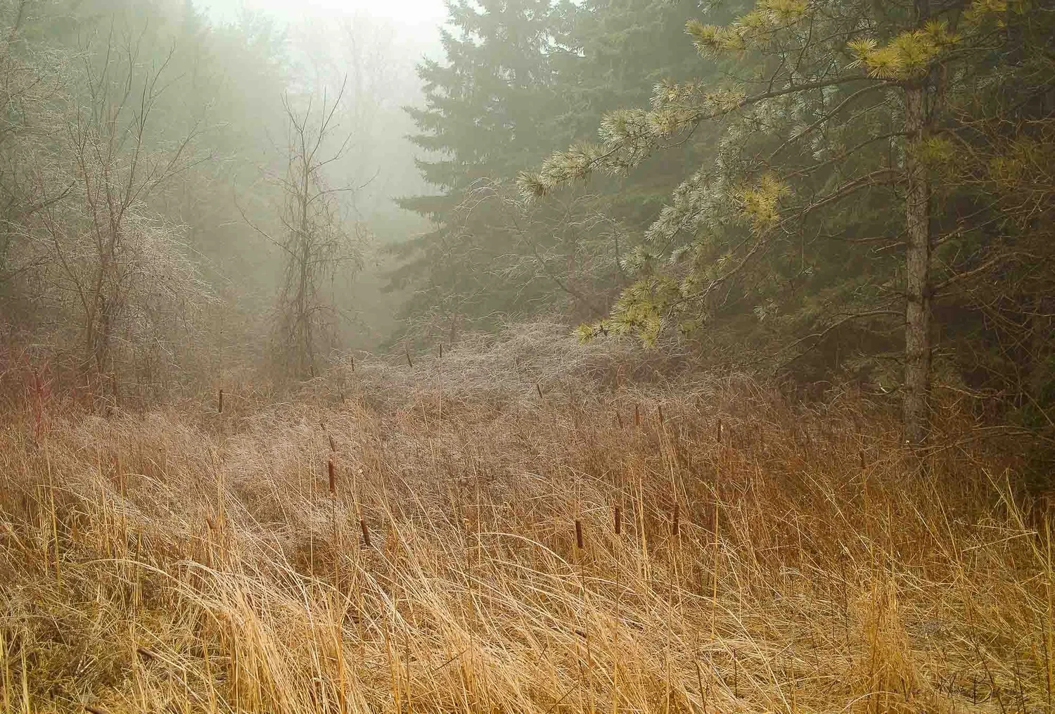Misty morning in the woodlands with the Sigma DP2 — FERNS & FEATHERS