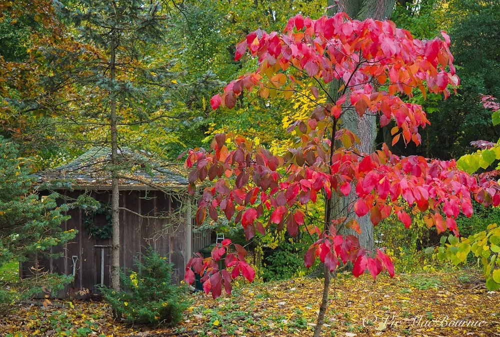 Here are the top six Dogwoods for the Woodland garden and how and where ...