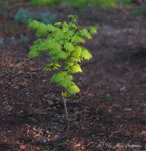 How to grow and use Japanese Maples in gardens big and small — FERNS ...