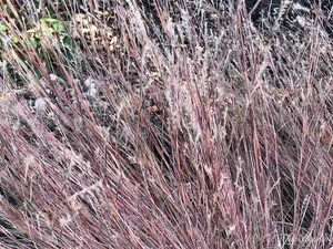 Little Bluestem is Big winner: Perennial of the Year — FERNS & FEATHERS