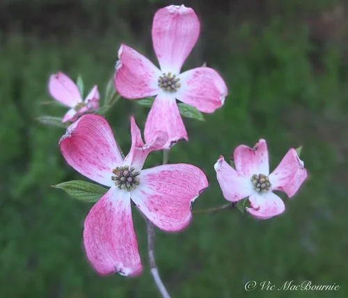 Flowering Dogwood: A native woodland tree you must have in your garden ...