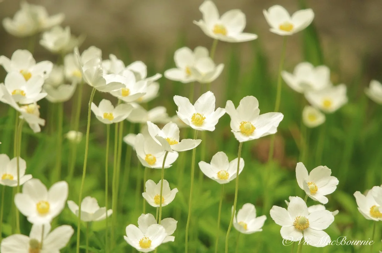 Canada Anemone: Native ground cover for your garden — FERNS & FEATHERS