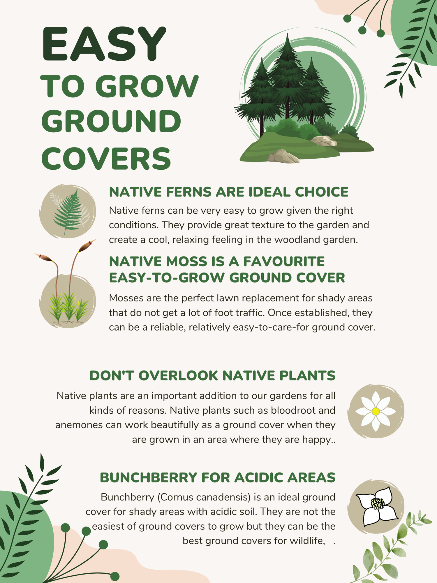 What's the easiest ground cover to grow? — FERNS & FEATHERS