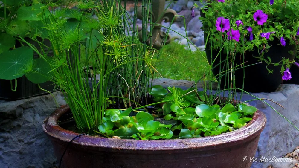 The Garden pond vs. Container pond — FERNS & FEATHERS