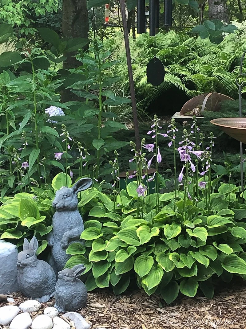 How to grow hostas in deer country — FERNS & FEATHERS