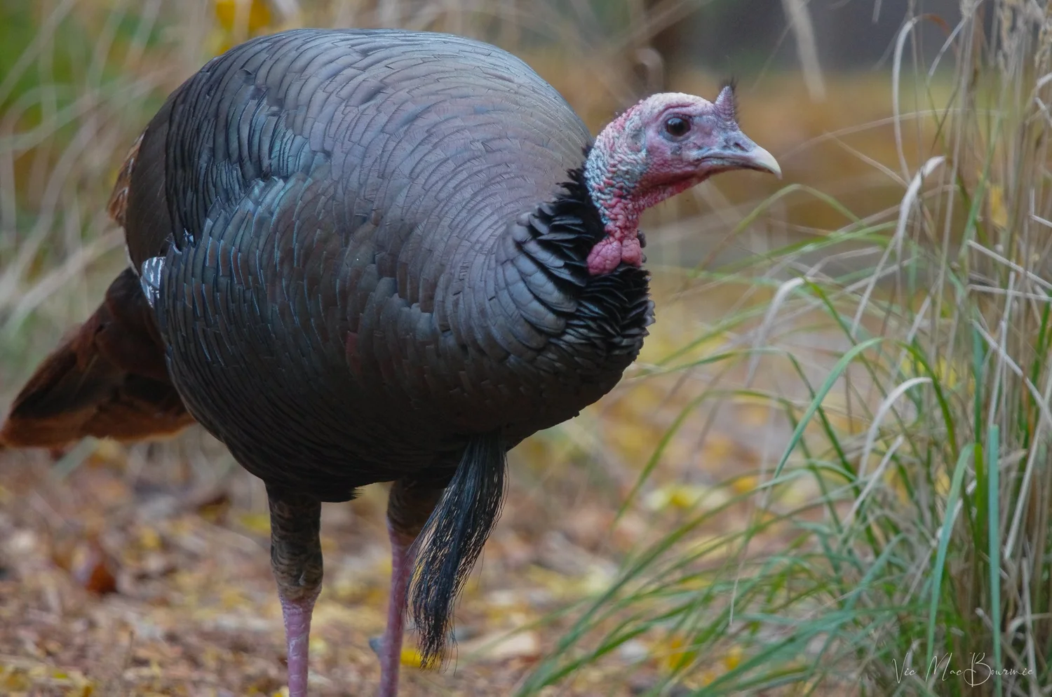 Living with Wild Turkeys in the Garden — FERNS & FEATHERS