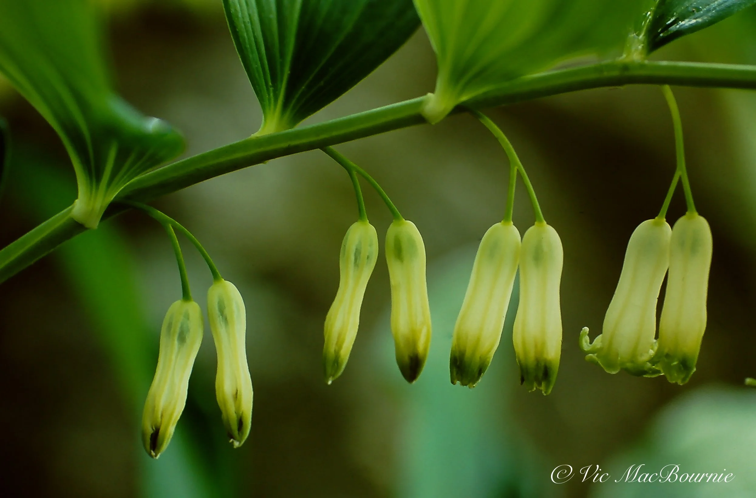 Wolverine scanner review: Focus on favourite slides and negs — FERNS ...