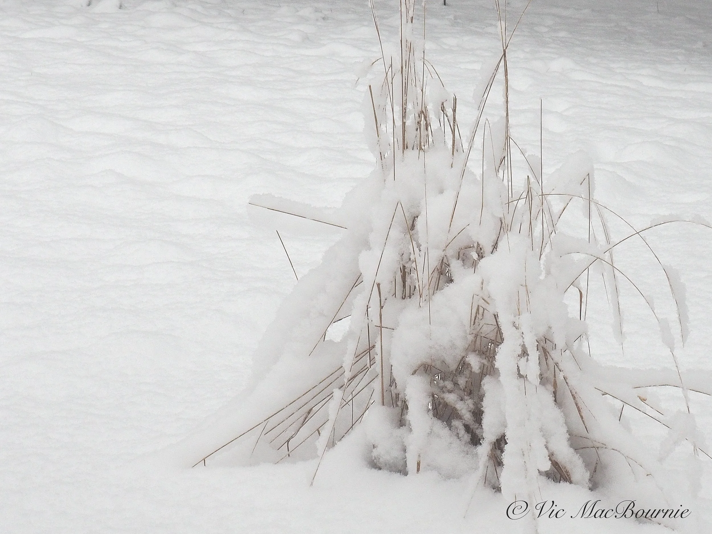 Why we should leave grasses up all winter: tips to photograph grasses ...