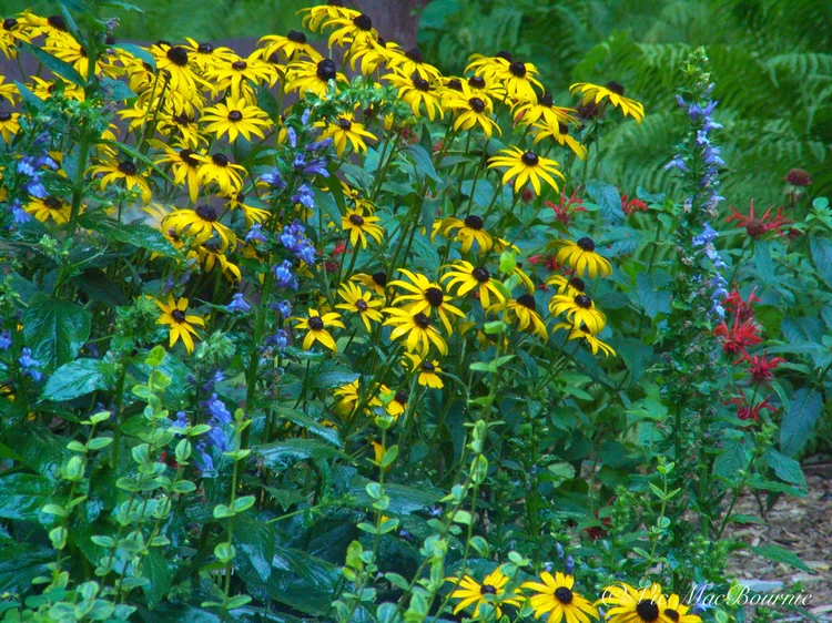 Flower photography: Planting the seed for creative flower photography ...