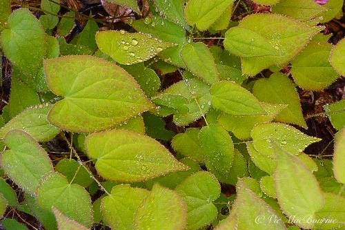 Epimediums: Woodland plant whose time has come — FERNS & FEATHERS