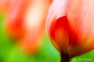 Macro photography: How to get up close for flower photography — FERNS ...