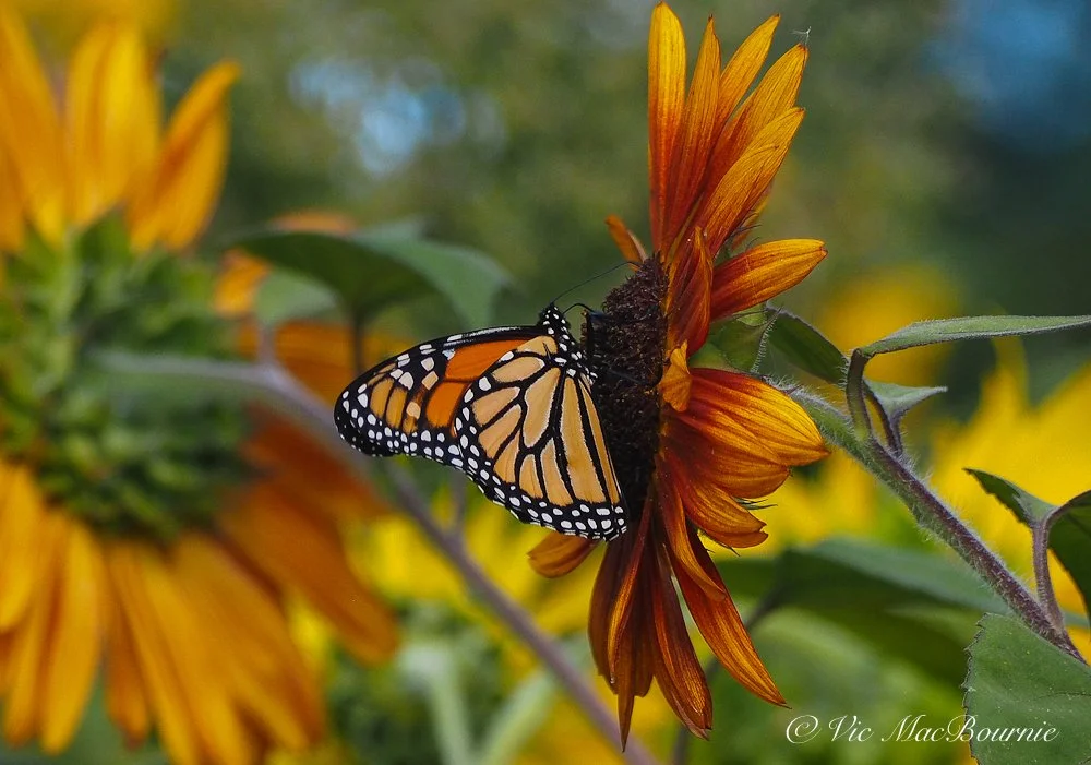 Fields of Gold: Naturalized border is perfect wildlife habitat — FERNS ...