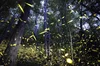 How to bring the magic of fireflies to your woodland garden — FERNS ...