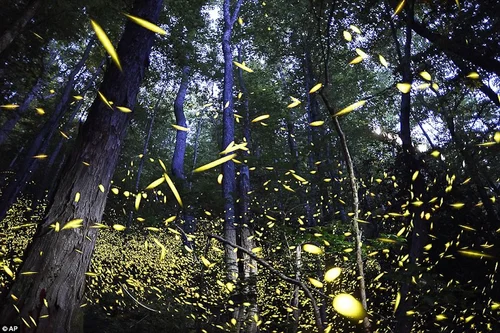 How to bring the magic of fireflies to your woodland garden — FERNS ...
