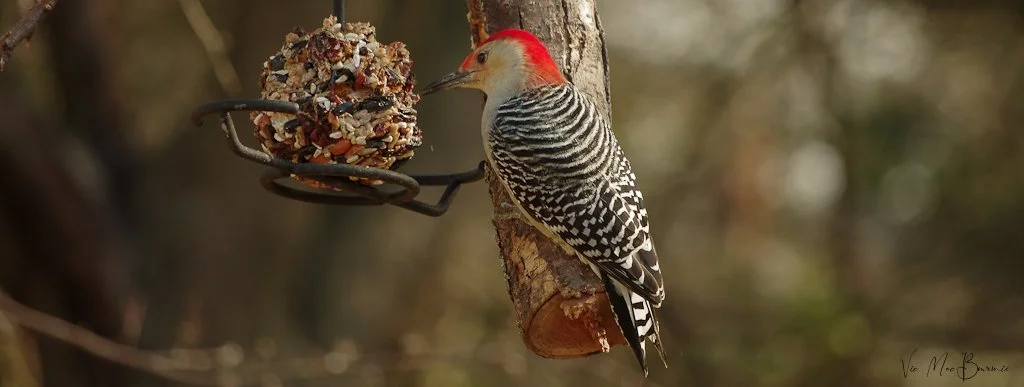 How to attract Red-bellied woodpeckers — FERNS & FEATHERS