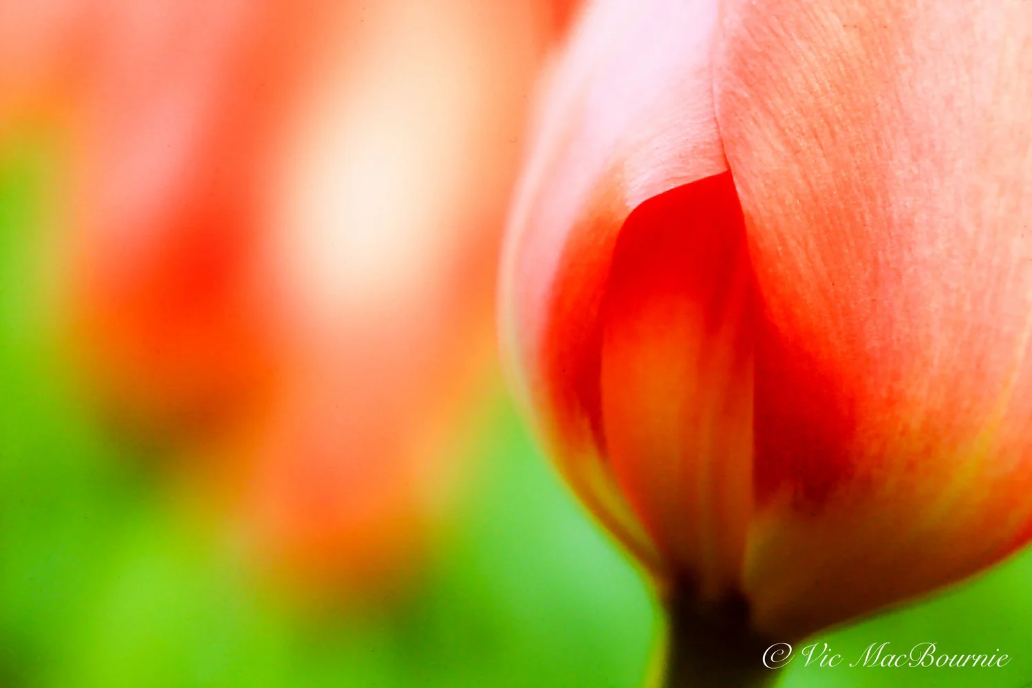 Flower photography: Planting the seed for creative flower photography ...