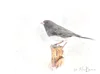 How to attract Juncos — FERNS & FEATHERS
