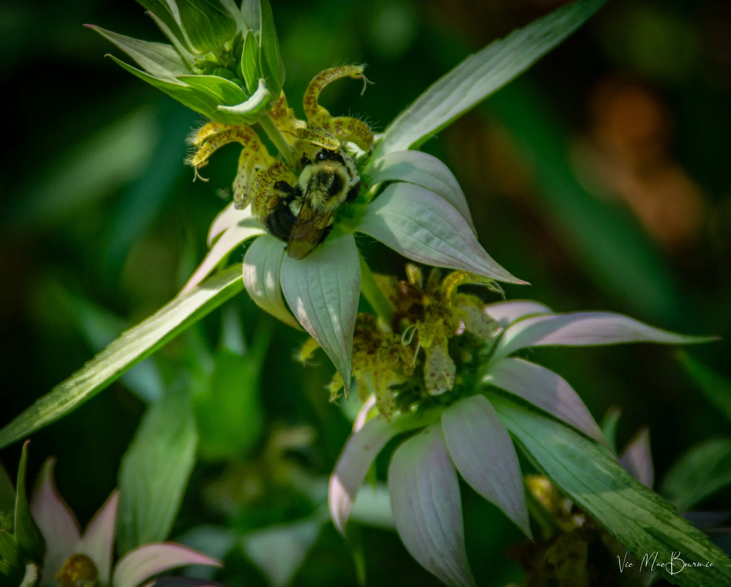 Spotted bee balm: A native plant for sun or partial sun — FERNS & FEATHERS