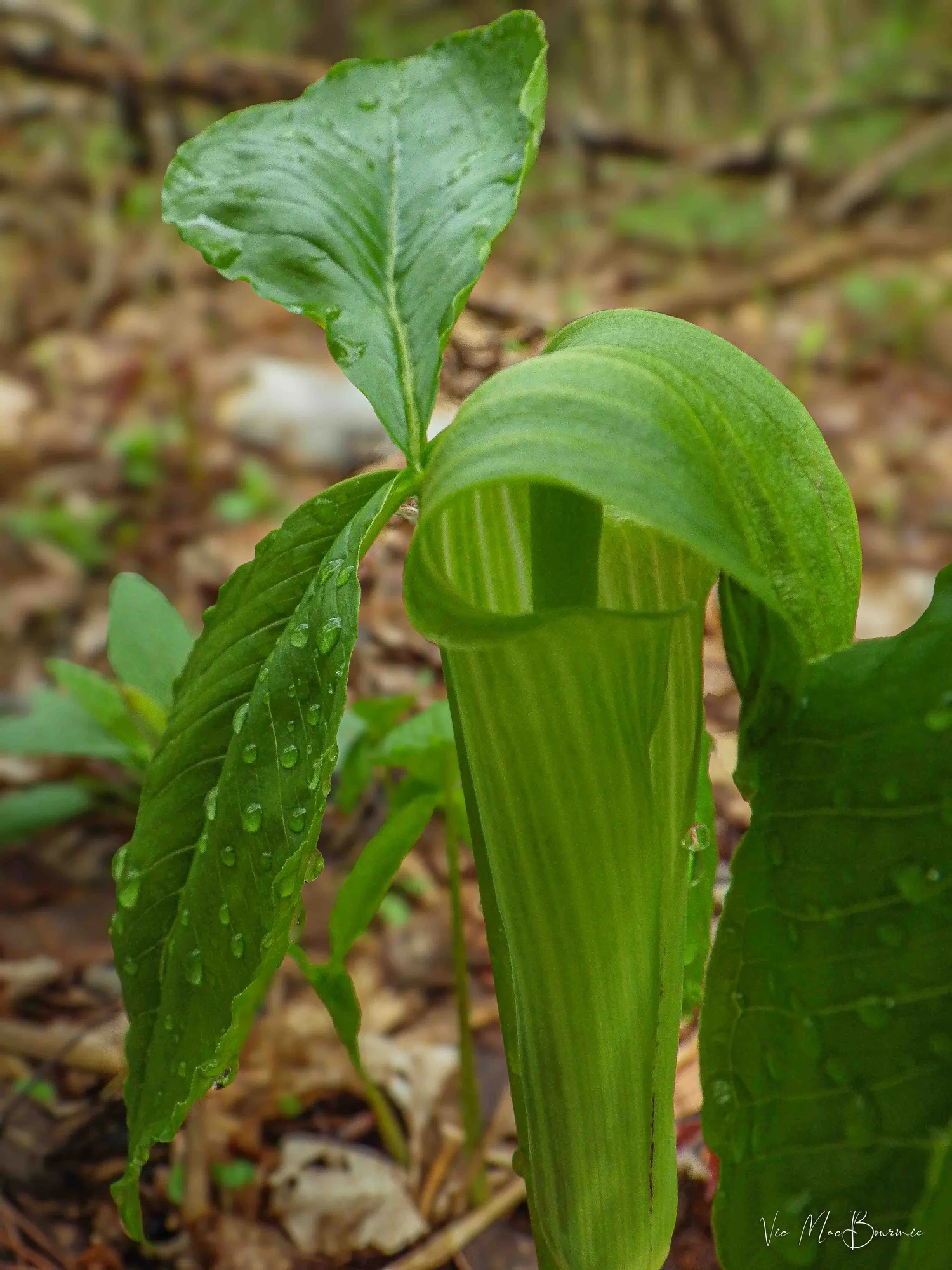 Native plants and trees on a woodland walk — FERNS & FEATHERS