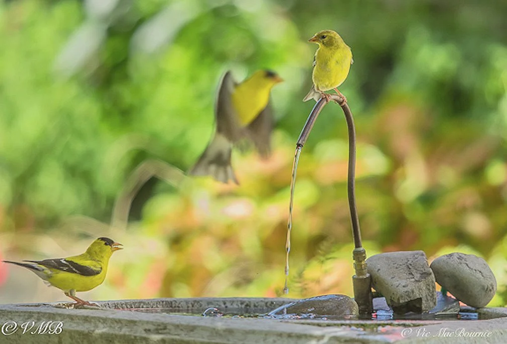 How bright yellow Goldfinches get their colour and how to attract them ...