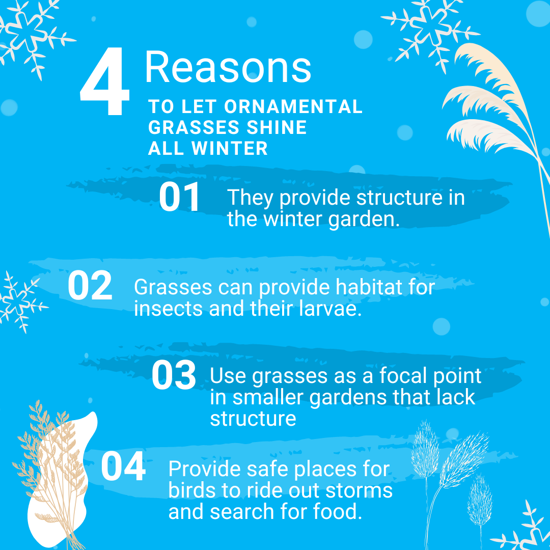 Why we should leave grasses up all winter: tips to photograph grasses ...