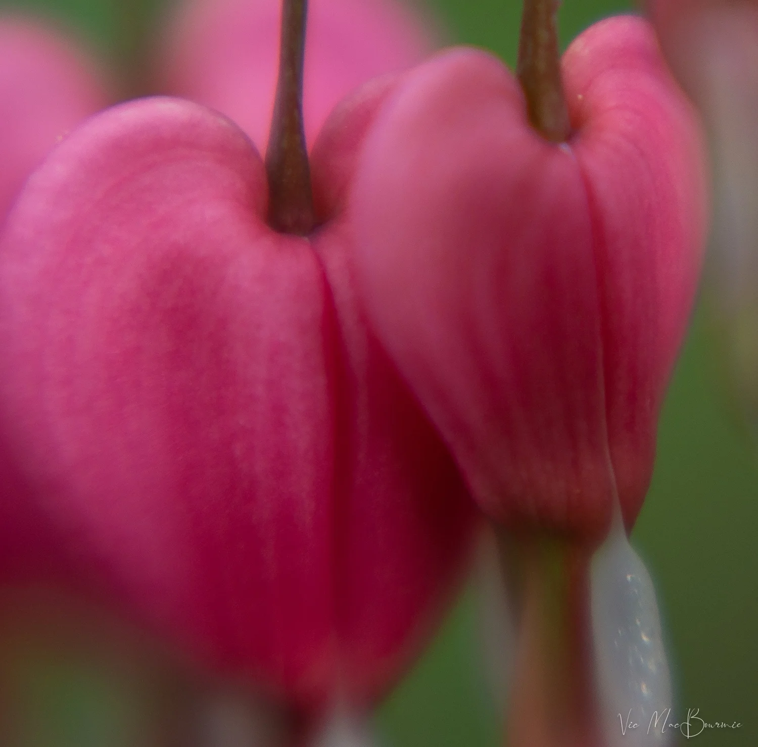 Flower photography: Exploring Lensbaby's creative effects — FERNS ...