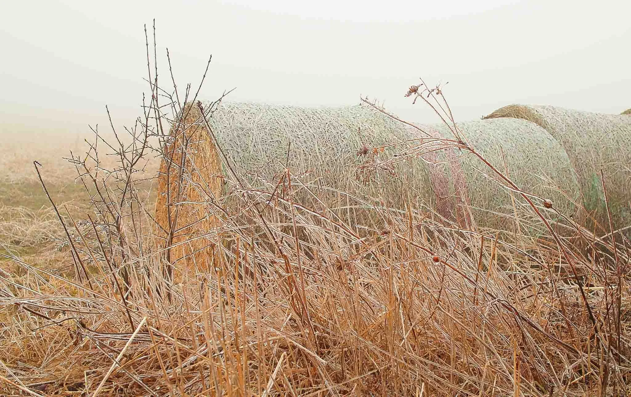 Misty morning in the woodlands with the Sigma DP2 — FERNS & FEATHERS