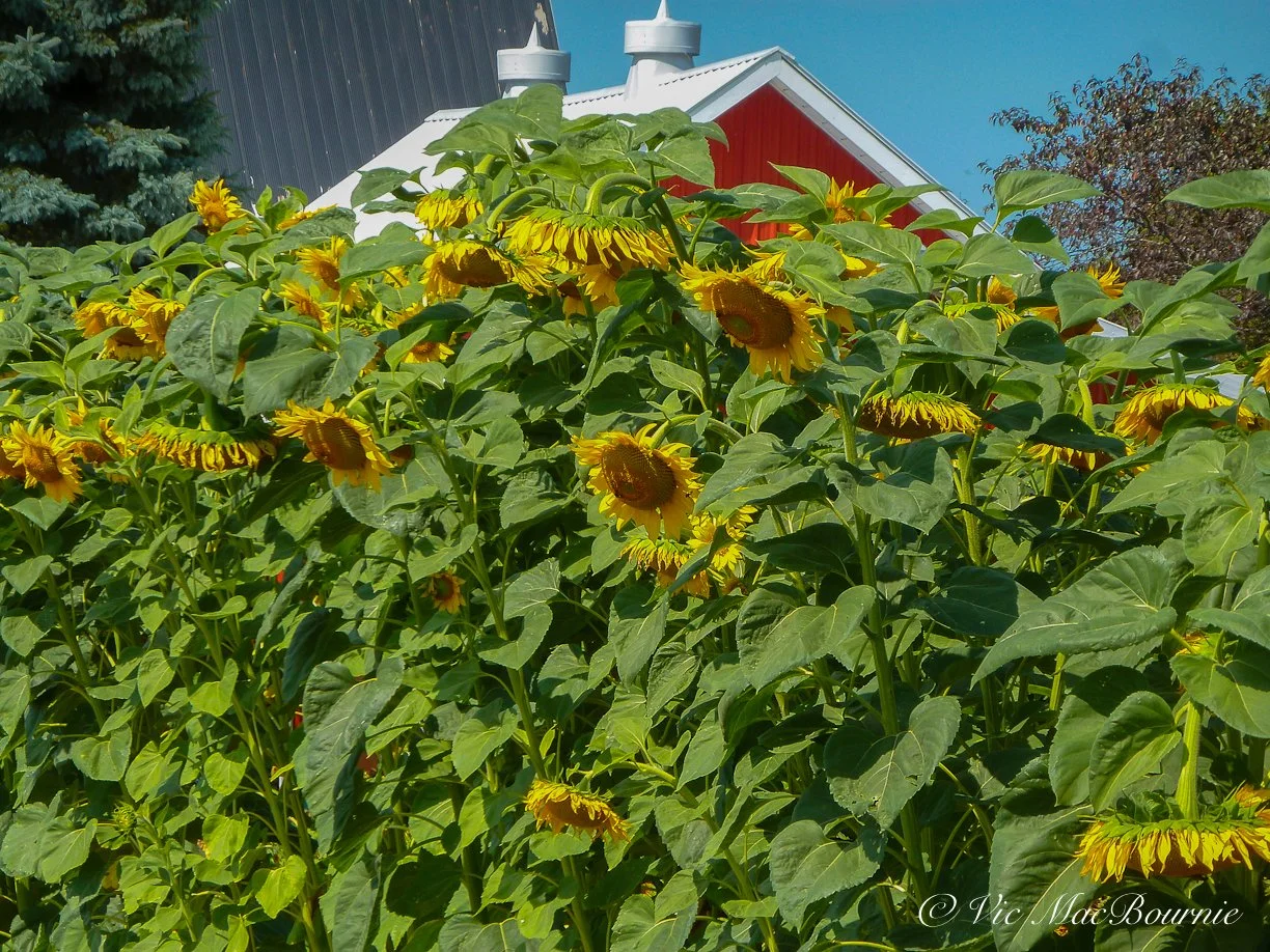 Lumix DMC-ZS8 review: Travel camera you need to try out today — FERNS ...