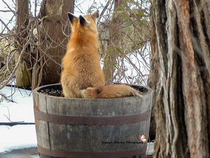 Wildlife Rescue: Is having foxes in the yard good? — FERNS & FEATHERS