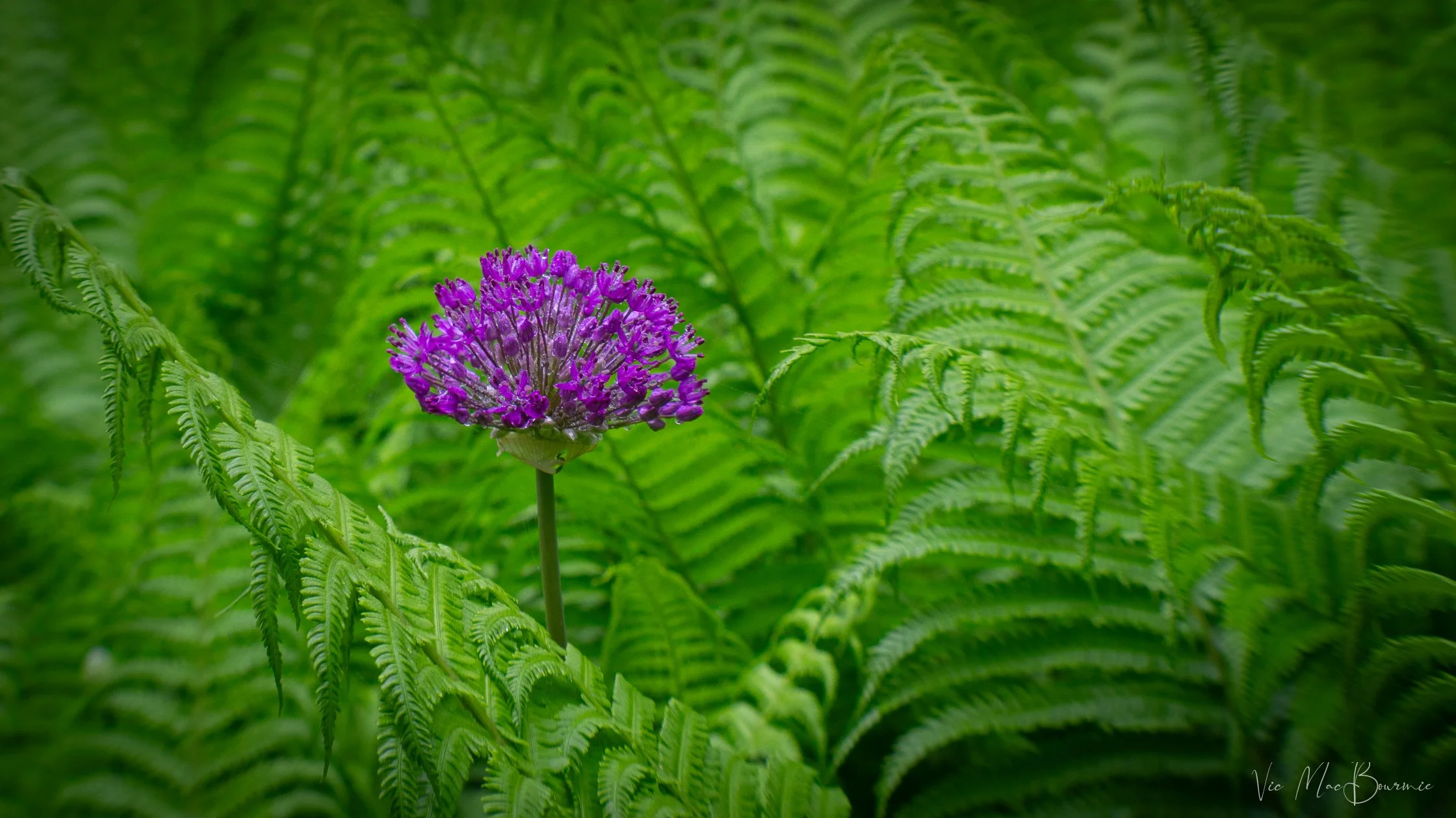 Alliums are easy to grow and add architectural interest to any garden ...