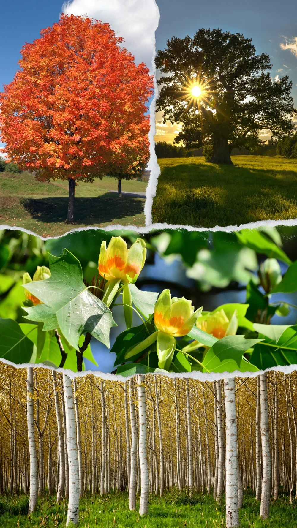 Poplar Tulip Tree and three more great shade trees — FERNS & FEATHERS