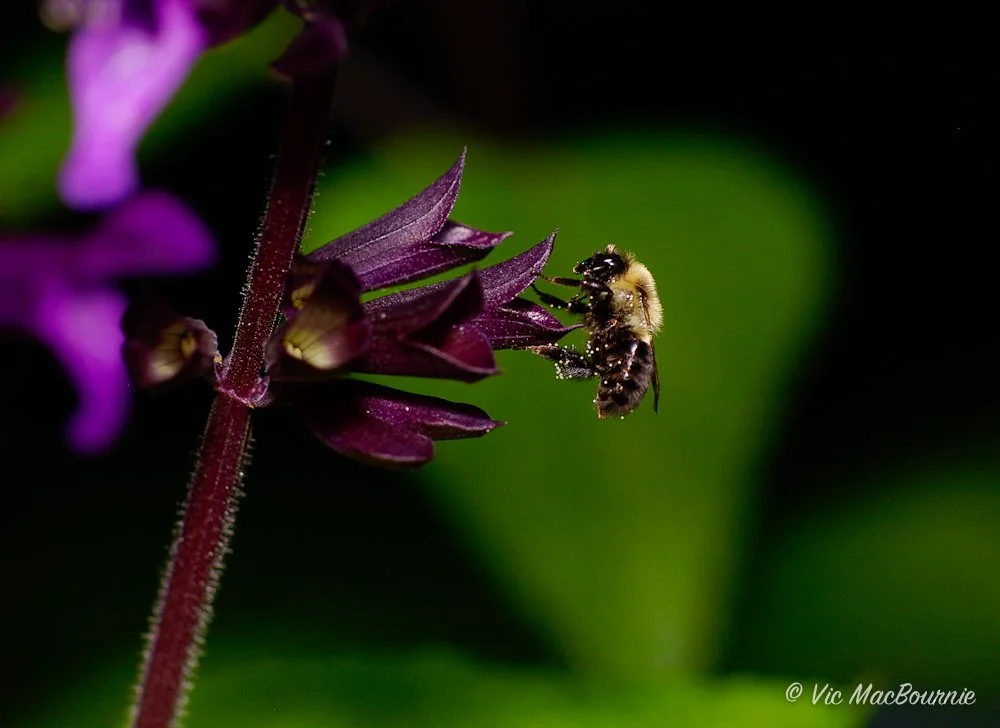 Praise for the humble native bumble bee: Pollinator of wildflowers ...