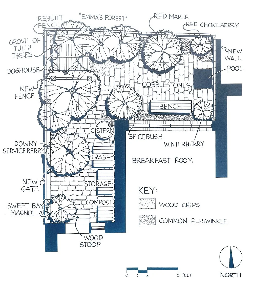 Poplar Tulip Tree and three more great shade trees — FERNS & FEATHERS