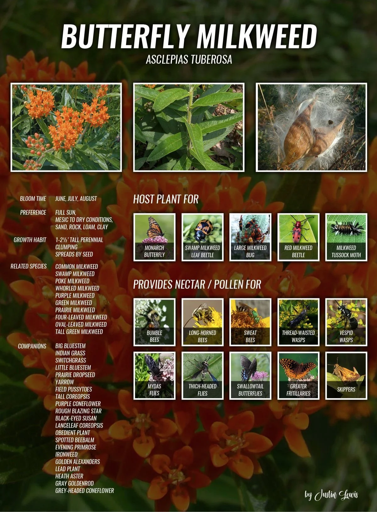 Grow Butterfly Weed for more than butterflies — FERNS & FEATHERS