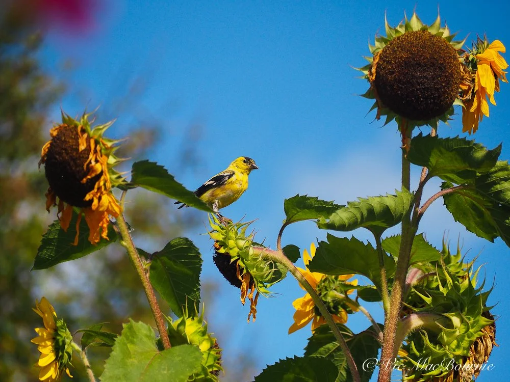 How to grow sunflowers — FERNS & FEATHERS