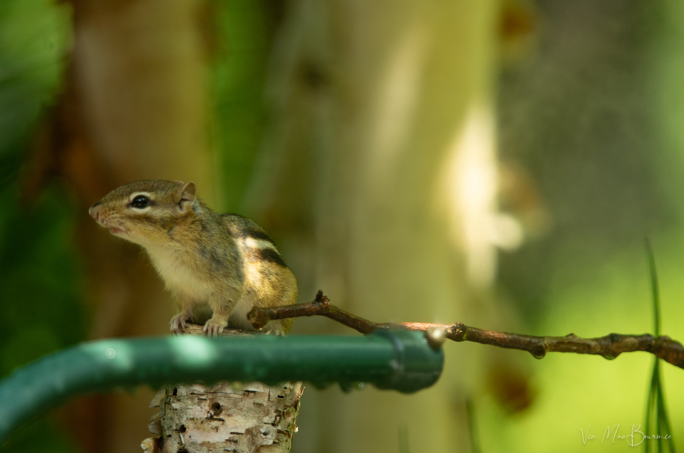 Garden mister is cool addition to your wildlife garden — FERNS & FEATHERS
