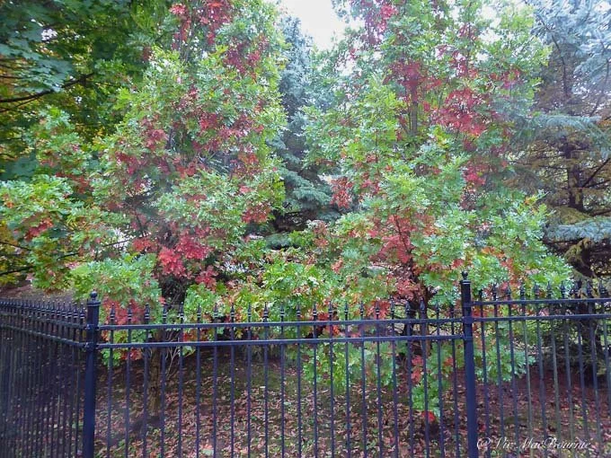 Columnar oaks: Ideal for small yards and wildlife — FERNS & FEATHERS