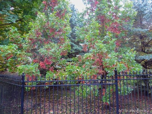 Columnar oaks: Ideal for small yards and wildlife — FERNS & FEATHERS