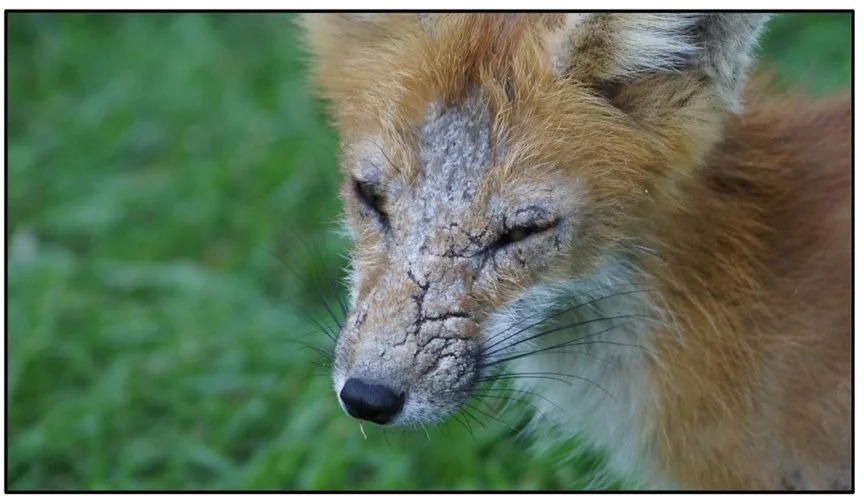 Mange: The year of the Fox at rescue center — FERNS & FEATHERS
