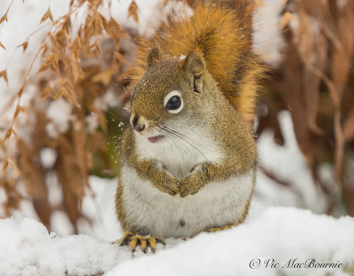 Why we should leave grasses up all winter: tips to photograph grasses ...