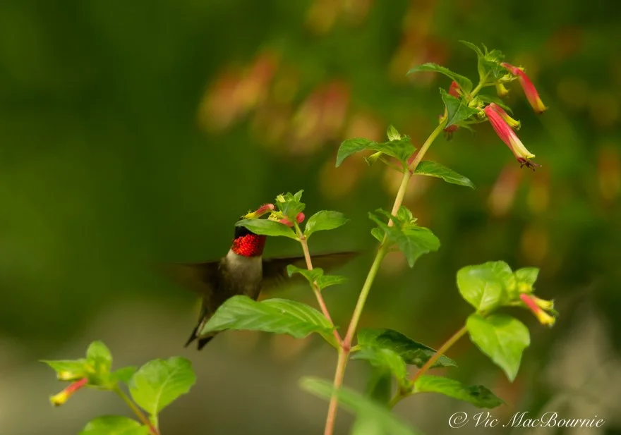 Cuphea Vermillionaire is hummingbird favourite — FERNS & FEATHERS