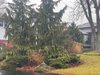 Evergreens: The backbone of your garden structure — FERNS & FEATHERS