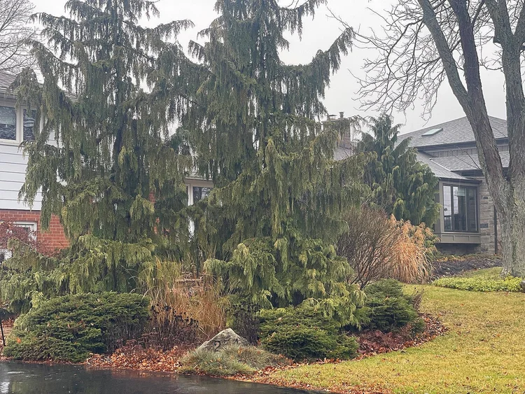 Evergreens: The backbone of your garden structure — FERNS & FEATHERS