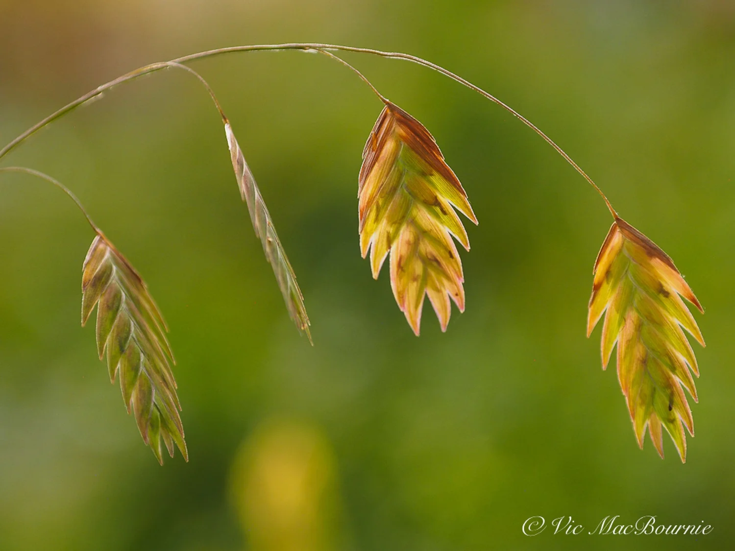 Importance of native plants to garden wildlife — FERNS & FEATHERS