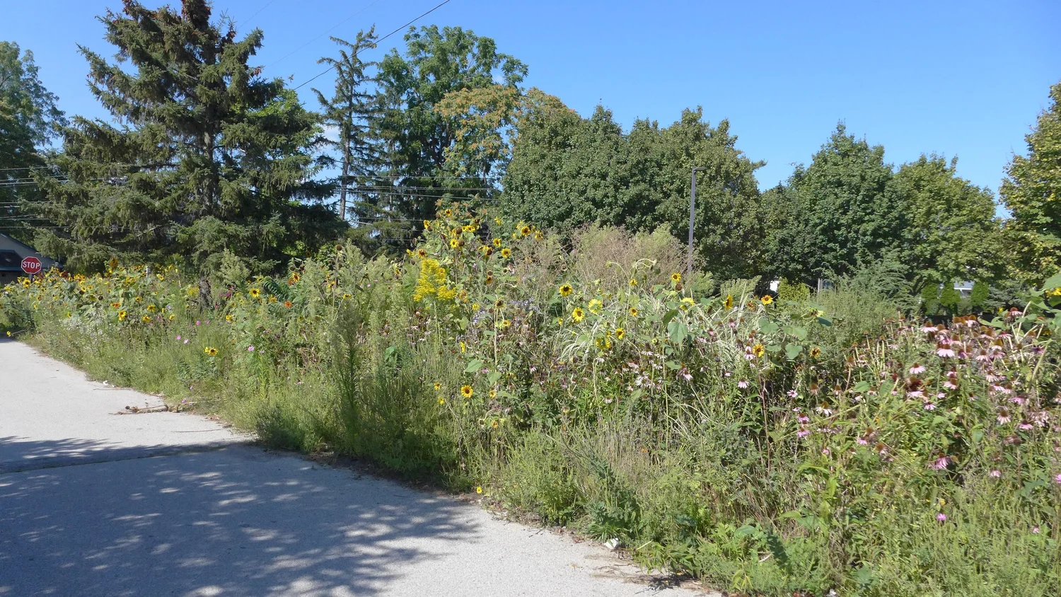 Fields of Gold: Naturalized border is perfect wildlife habitat — FERNS ...