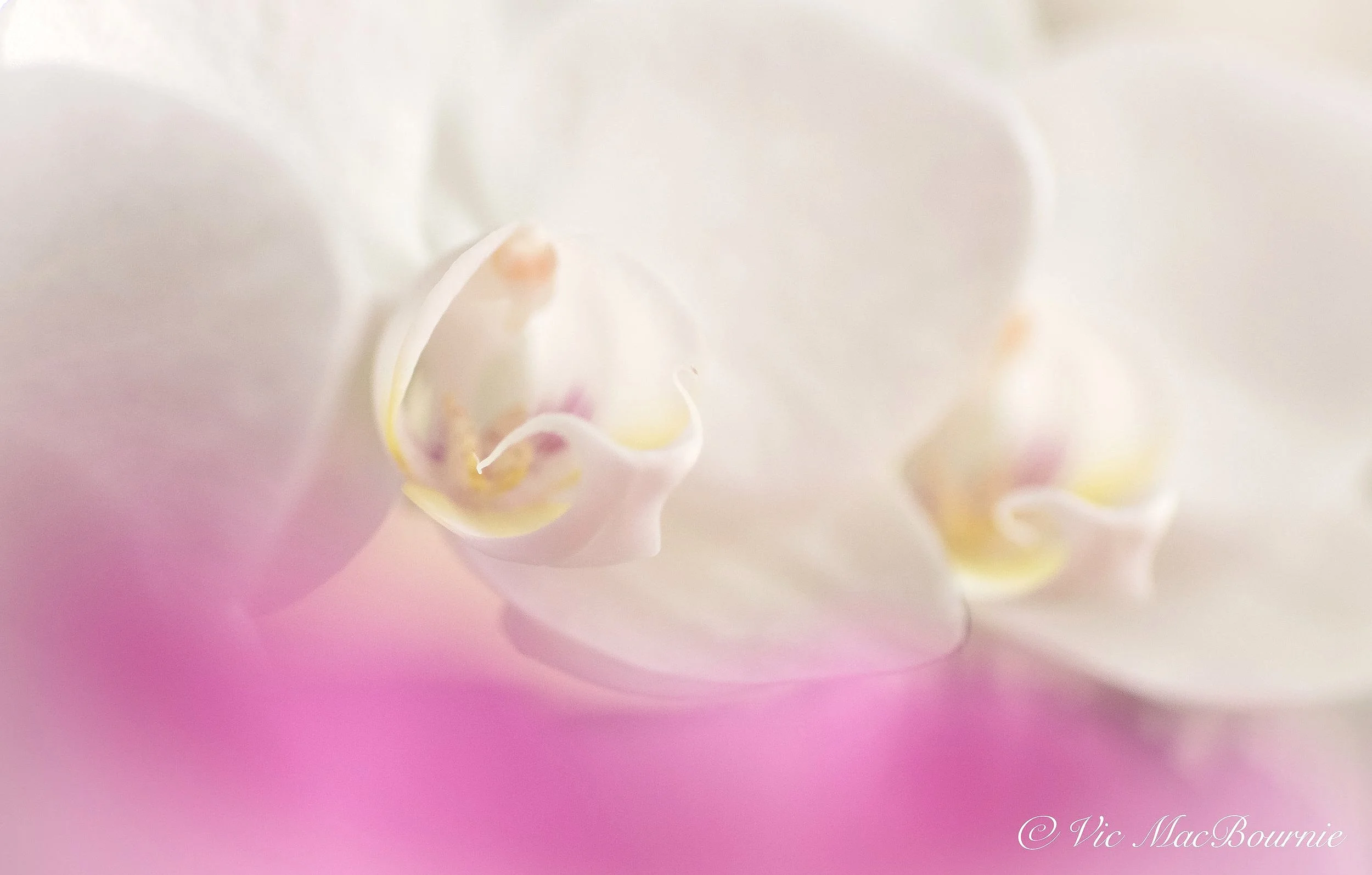 Flower photography: How to stay sharp when winter hits — FERNS & FEATHERS
