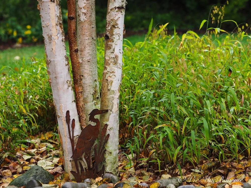 Three great ground covers for a woodland garden — FERNS & FEATHERS